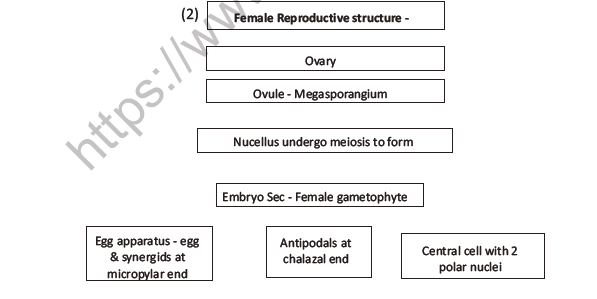 Cbse Class 12 Biology Sexual Reproduction In Flowering Plants Worksheet 3887